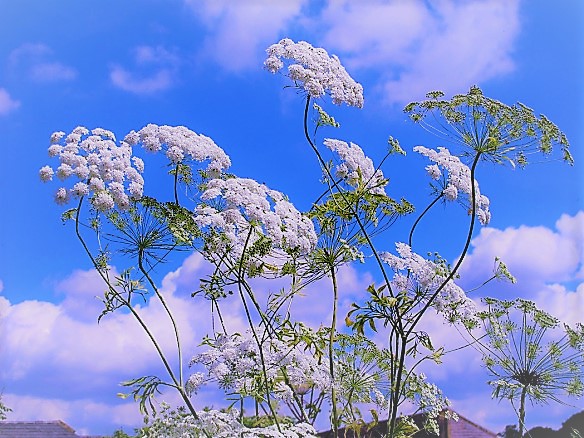 Cnidium Officinale – Suplemen Herbal Kesehatan