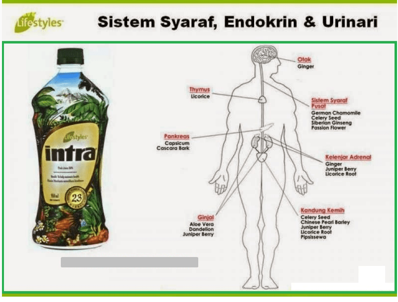 Distributor Intra Di Tangerang – Suplemen Herbal Kesehatan